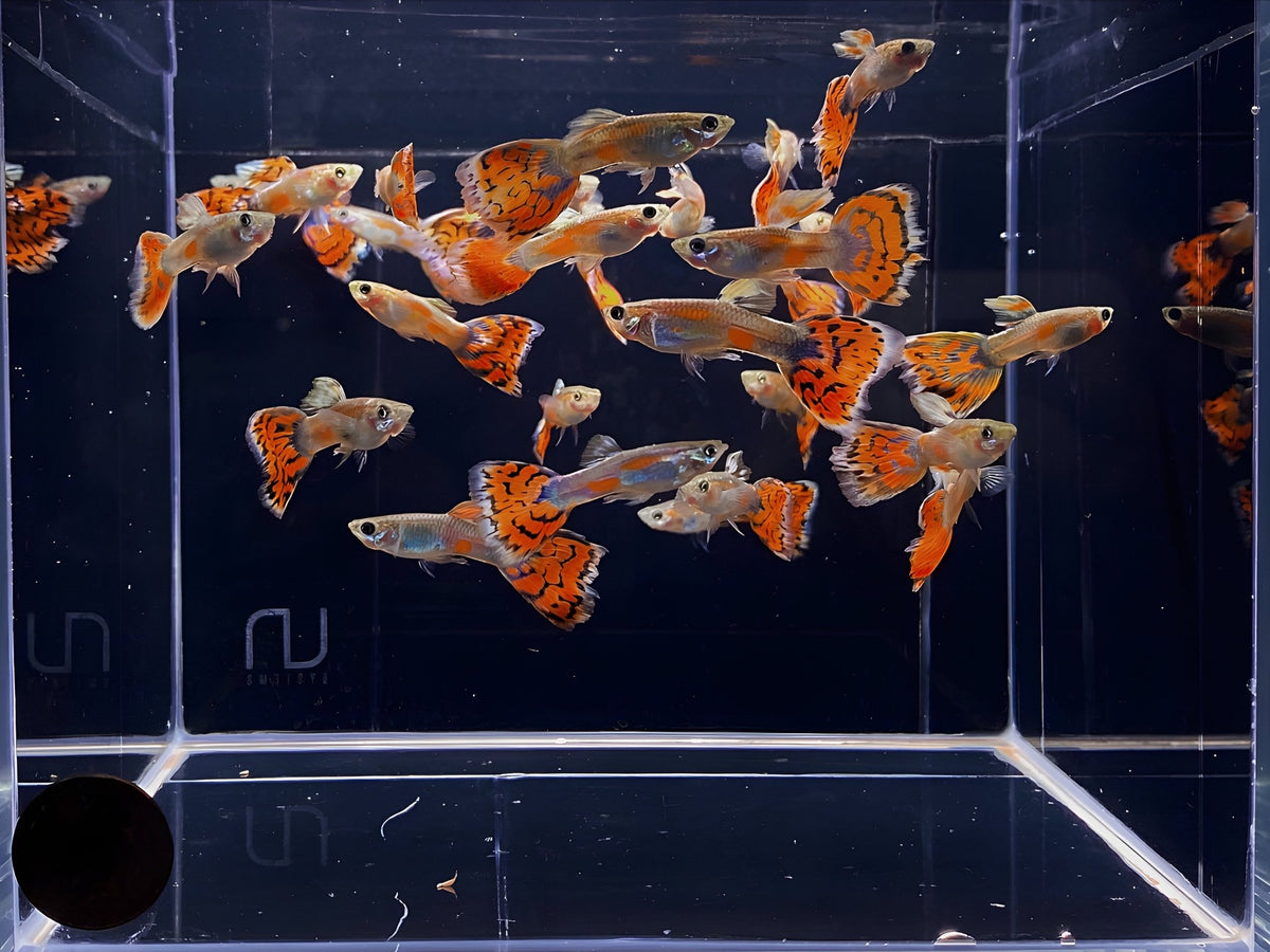 Blue Variegated Guppy (Males) - Colorful Freshwater Fish – Aqua Huna