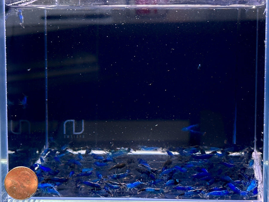 Blue Velvet Shrimp (8 pack) - Aquatic Beauty for Your Tank