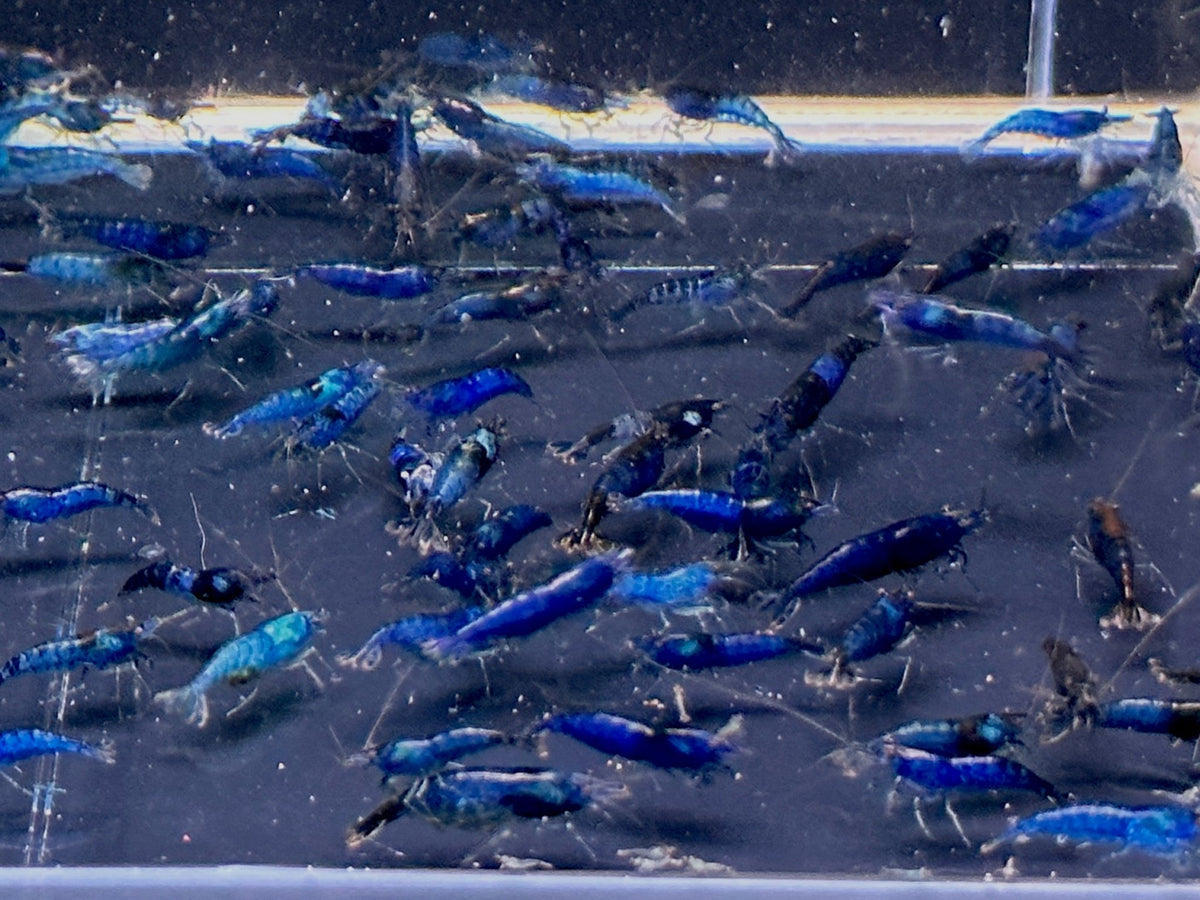 Blue Velvet Shrimp (8 pack) - Aquatic Beauty for Your Tank – Aqua Huna