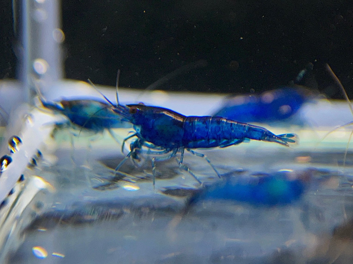 Blue Velvet Shrimp (8 pack) - Aquatic Beauty for Your Tank – Aqua Huna