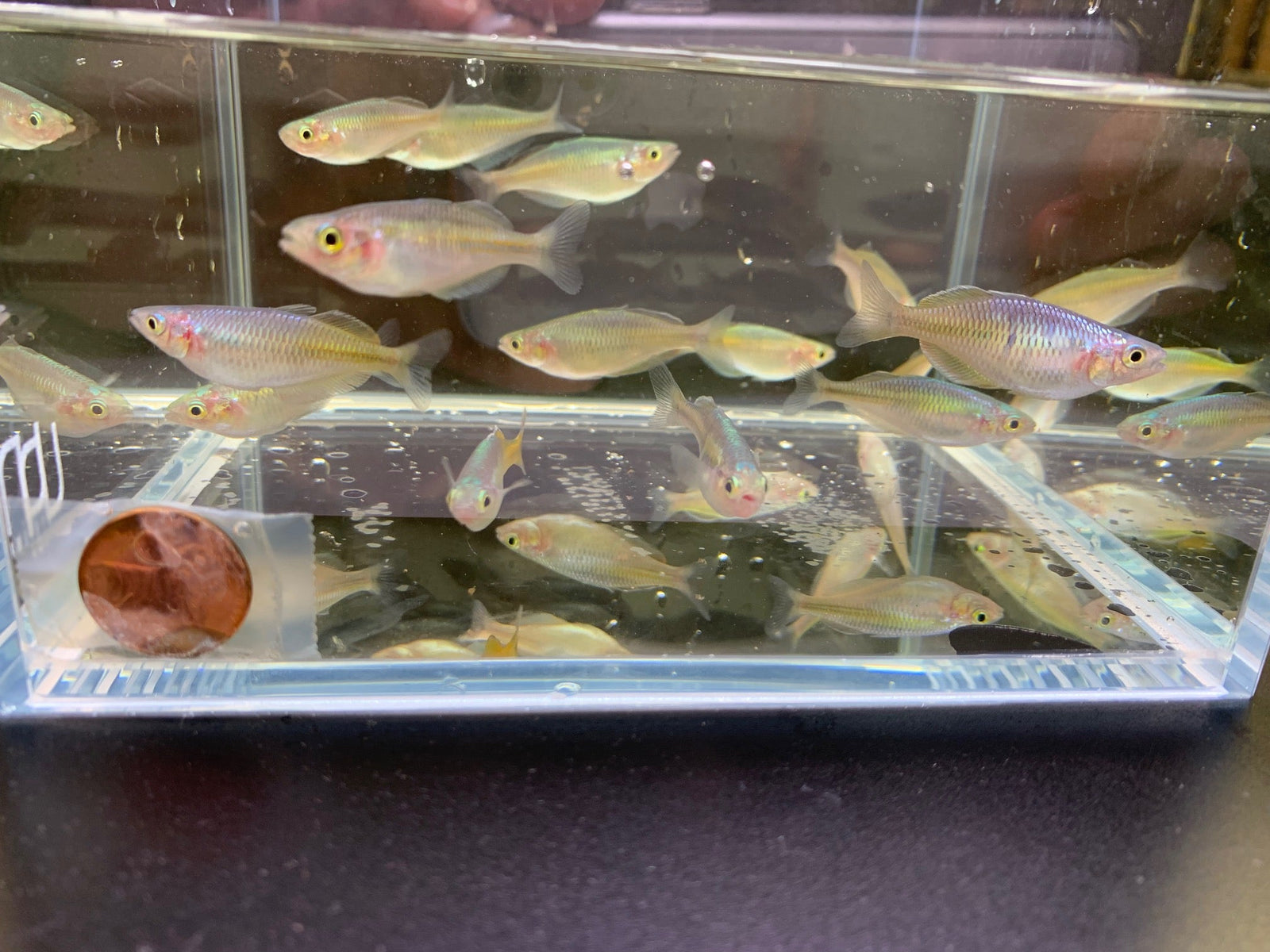 Rainbow Fish | Vibrant Freshwater Aquarium Species