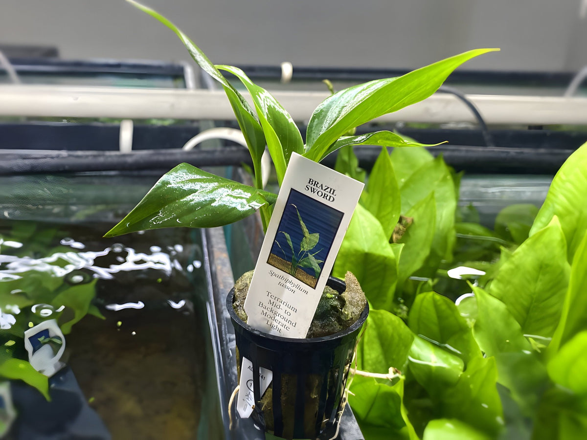 Brazil Sword (Potted Plant) - Lush Aquatic Greenery – Aqua Huna