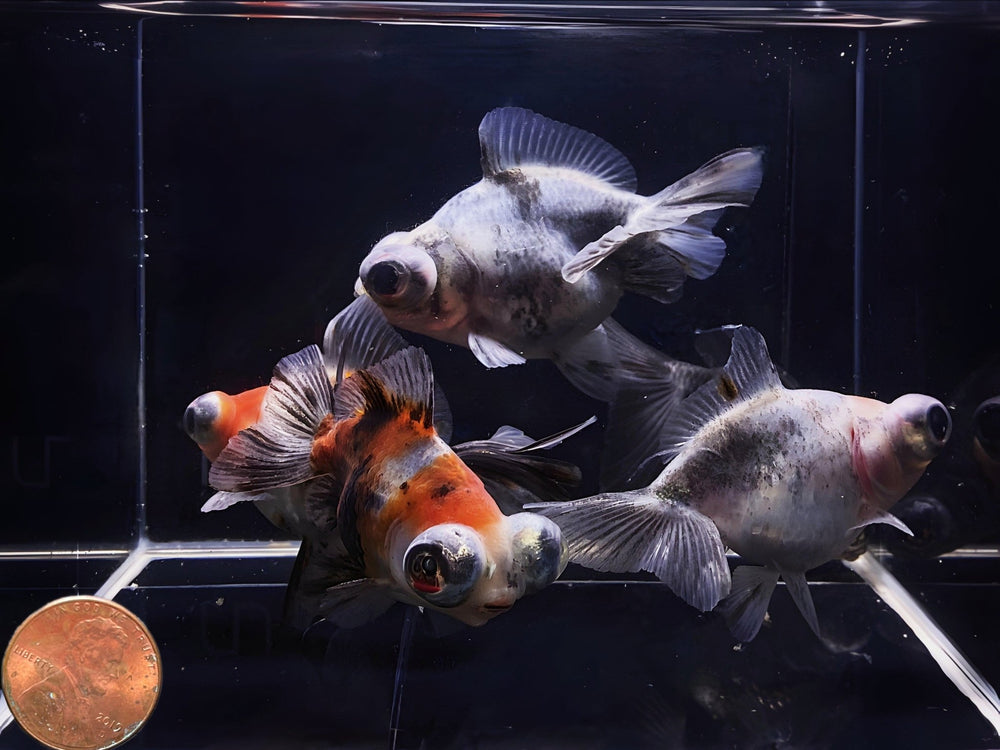 Goldfish | Timeless Addition to Your Aquarium