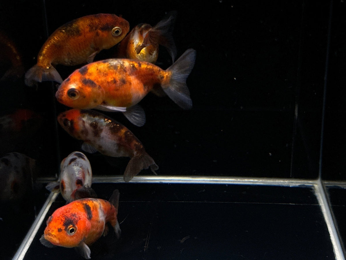 Calico Ranchu Goldfish (2") - Aquatic Beauty for Your Tank – Aqua Huna