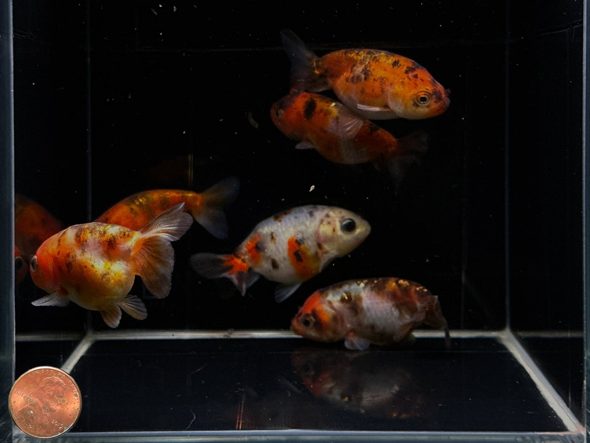 Calico Ranchu Goldfish (2") - Aquatic Beauty for Your Tank – Aqua Huna