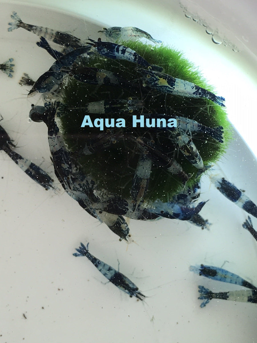 Carbon Rili Shrimp - Striking Tank Accent – Aqua Huna