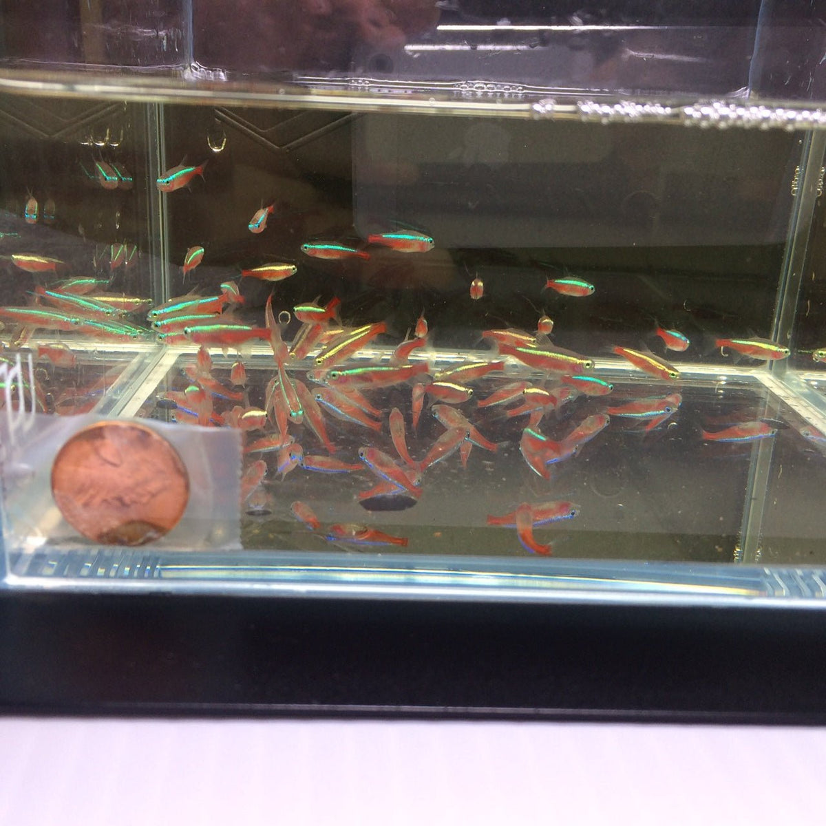 Cardinal Tetra - Iconic Aquatic Species for Sale – Aqua Huna