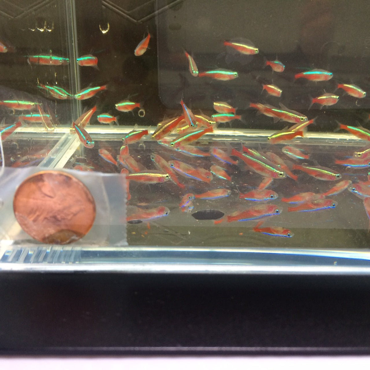 Cardinal Tetra - Iconic Aquatic Species for Sale – Aqua Huna