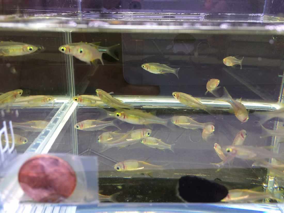 Celebes Rainbow Fish - Exotic Aquatic Elegance