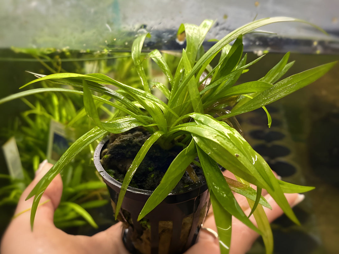 Chain Sword - Potted Plant – Aqua Huna