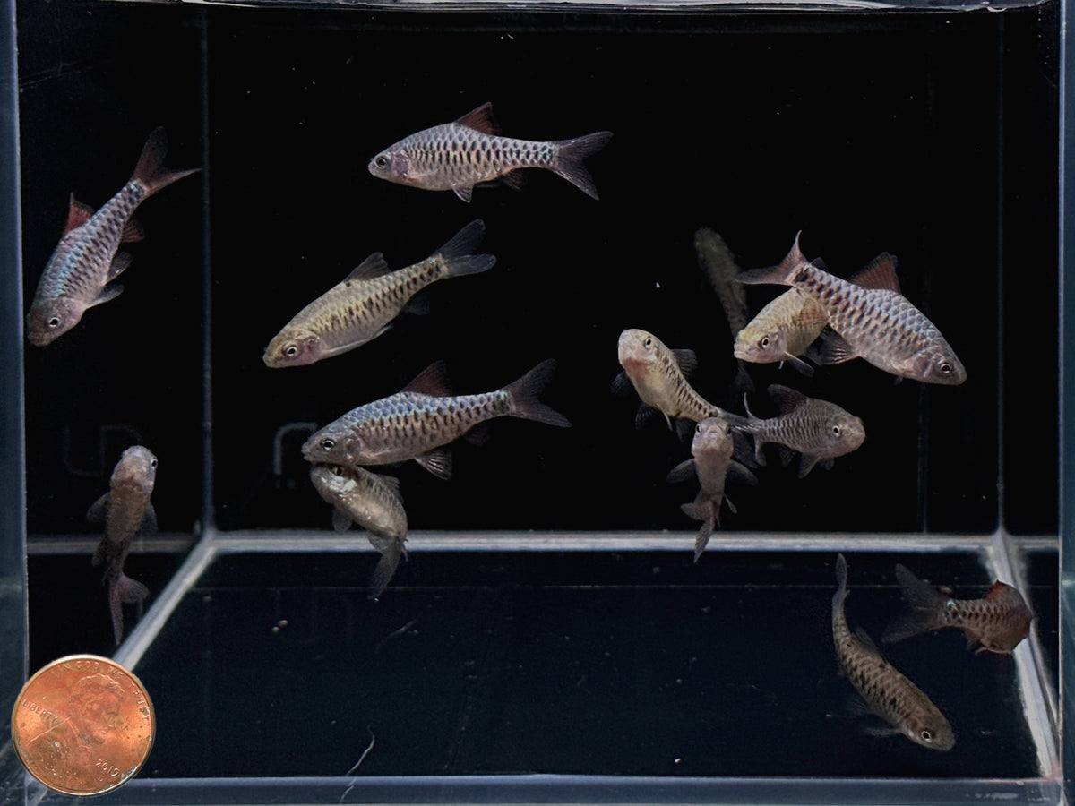 Checkered Barb - Lively Addition for Your Aquarium – Aqua Huna