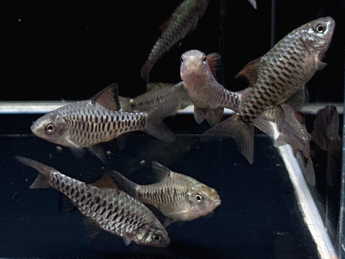 Checkered Barb - Lively Addition for Your Aquarium