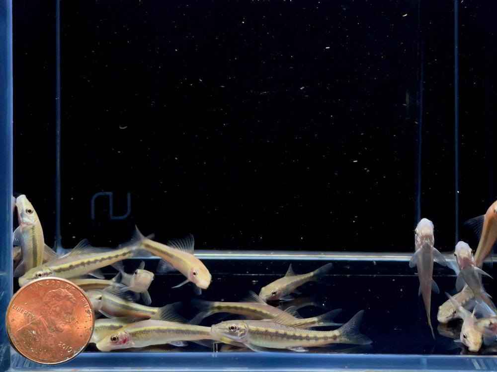 Chinese Algae Eater - Natural Solution for Algae Control