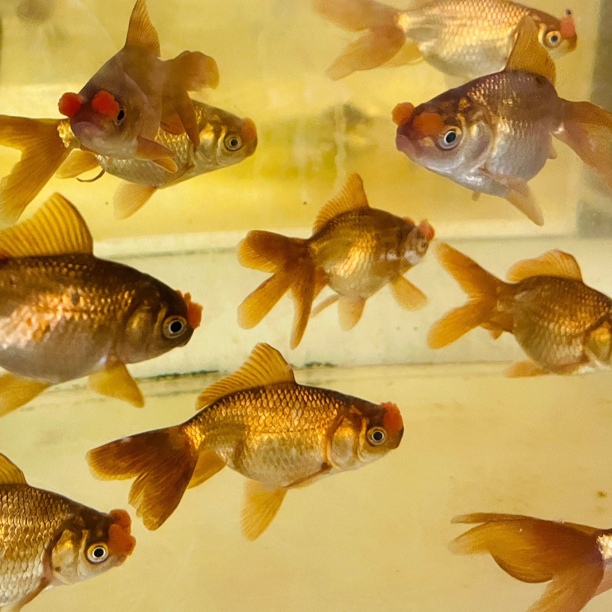 Chocolate Pompom Goldfish (3.5") - Unique Aquarium Delight