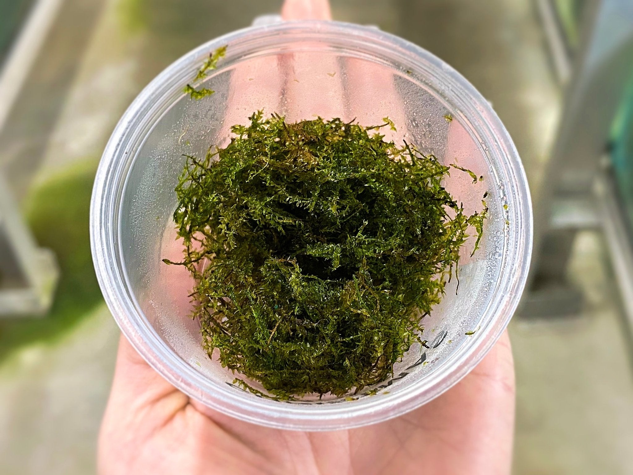 Christmas Moss - Aquatic Greenery for Sale