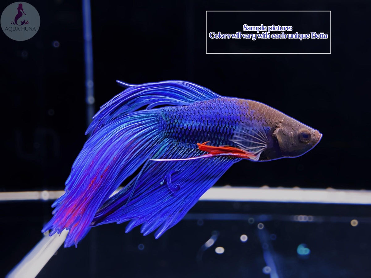 Classic Betta - Timeless Colorful Freshwater Fish!