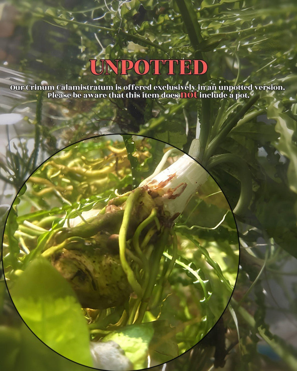 Crinum Calamistratum Plant - Elegant Aquatic Flora – Aqua Huna