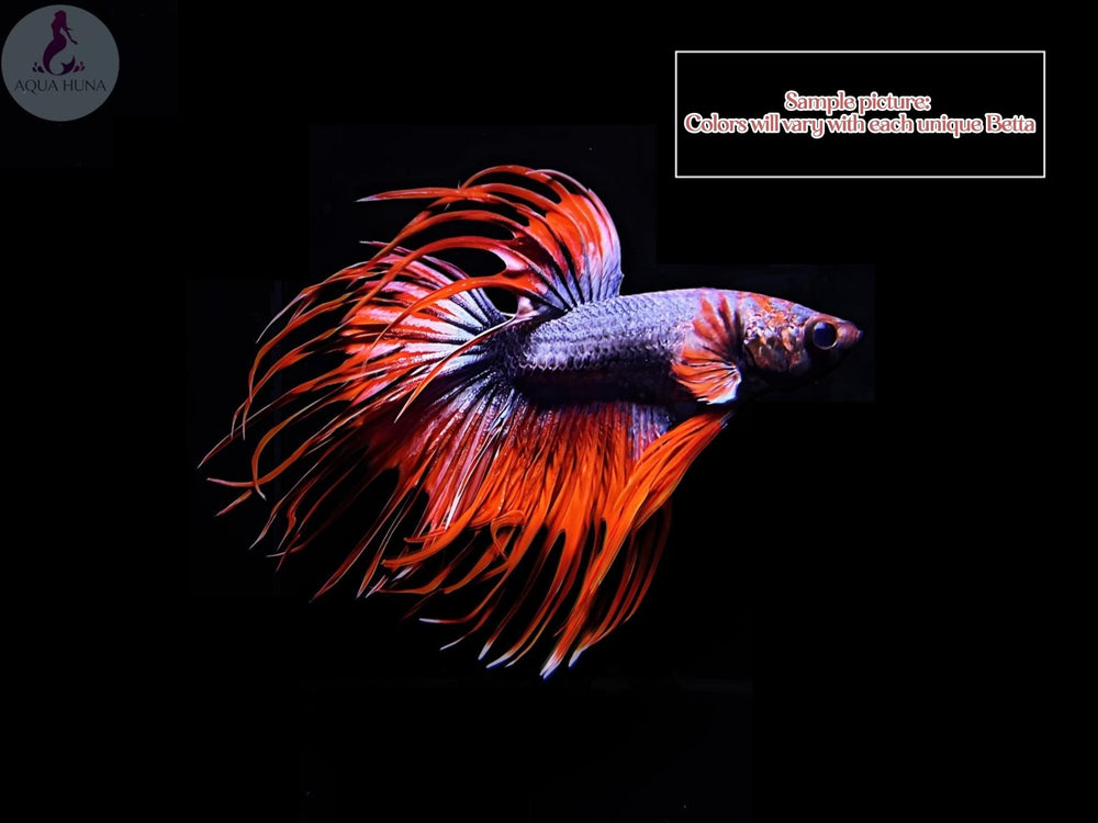 Crowntail Betta (Male) - Colorful Freshwater Aquarium Gem