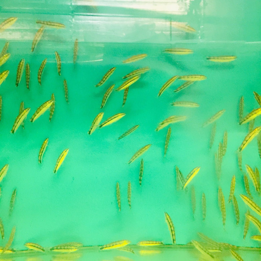 Dwarf Chain Loach / Sidthimunki Botia(S) - Aquatic Dynamo