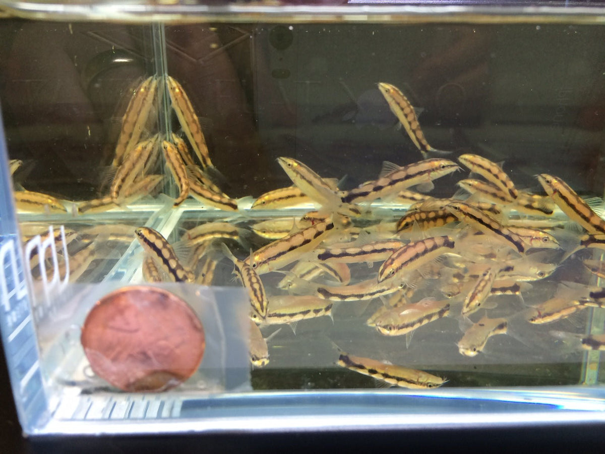 Dwarf Chain Loach / Sidthimunki Botia(S) - Aquatic Dynamo – Aqua Huna