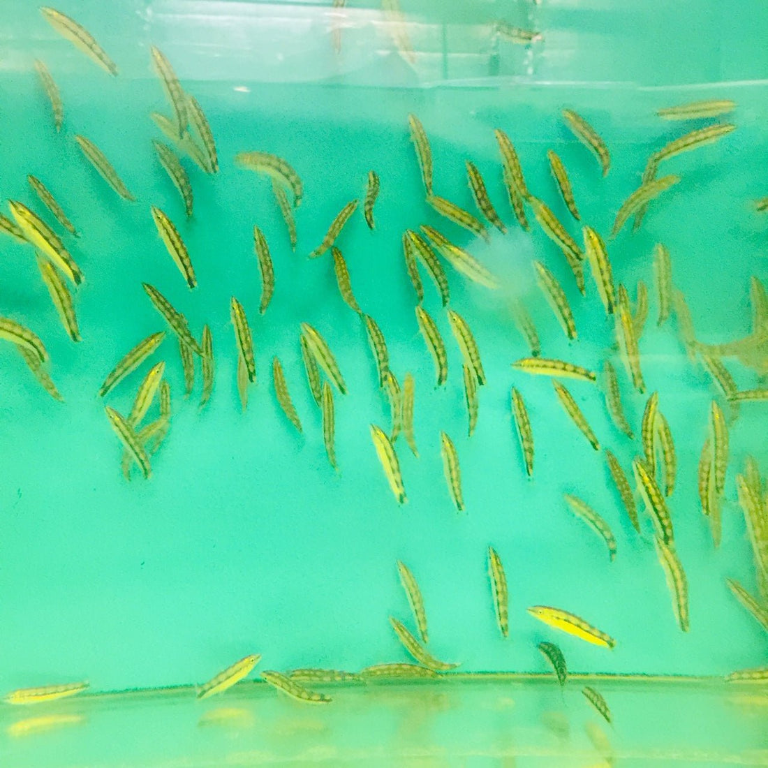 Dwarf Chain Loach / Sidthimunki Botia(S) - Aquatic Dynamo