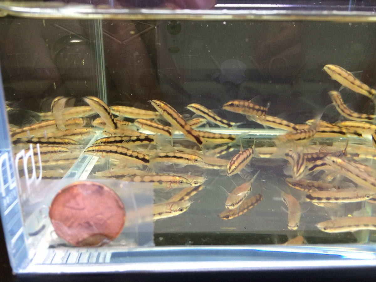 Dwarf Chain Loach / Sidthimunki Botia(S) - Aquatic Dynamo – Aqua Huna