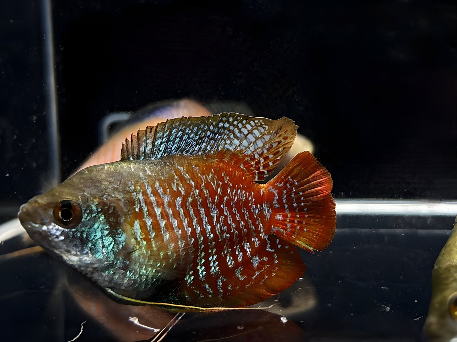 Gourami | Colorful Freshwater Aquarium Fish
