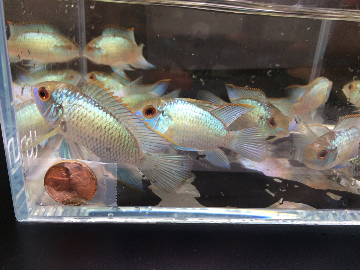 Electric Blue Acara - Aquatic Beauty in Blue – Aqua Huna