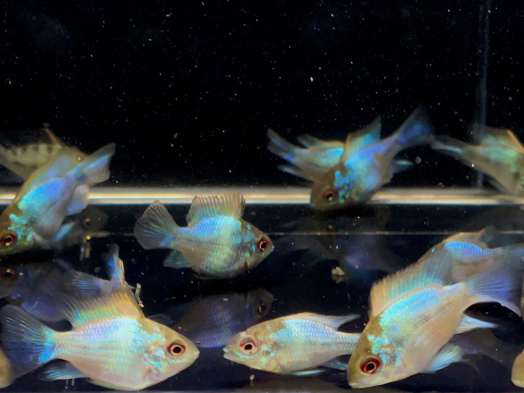 Electric Blue Balloon Ram - Aquatic Elegance for Your Tank