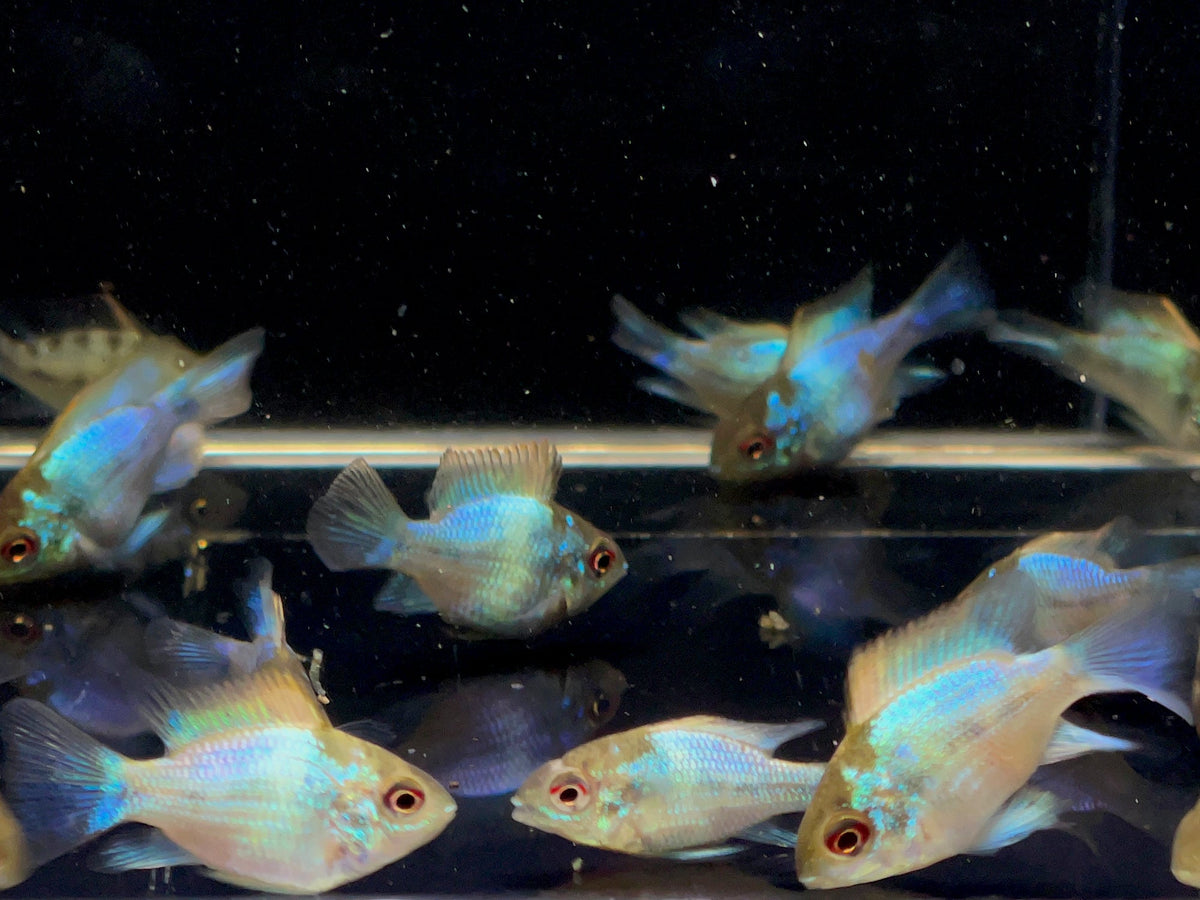 Electric Blue Balloon Ram - Aquatic Elegance for Your Tank – Aqua Huna