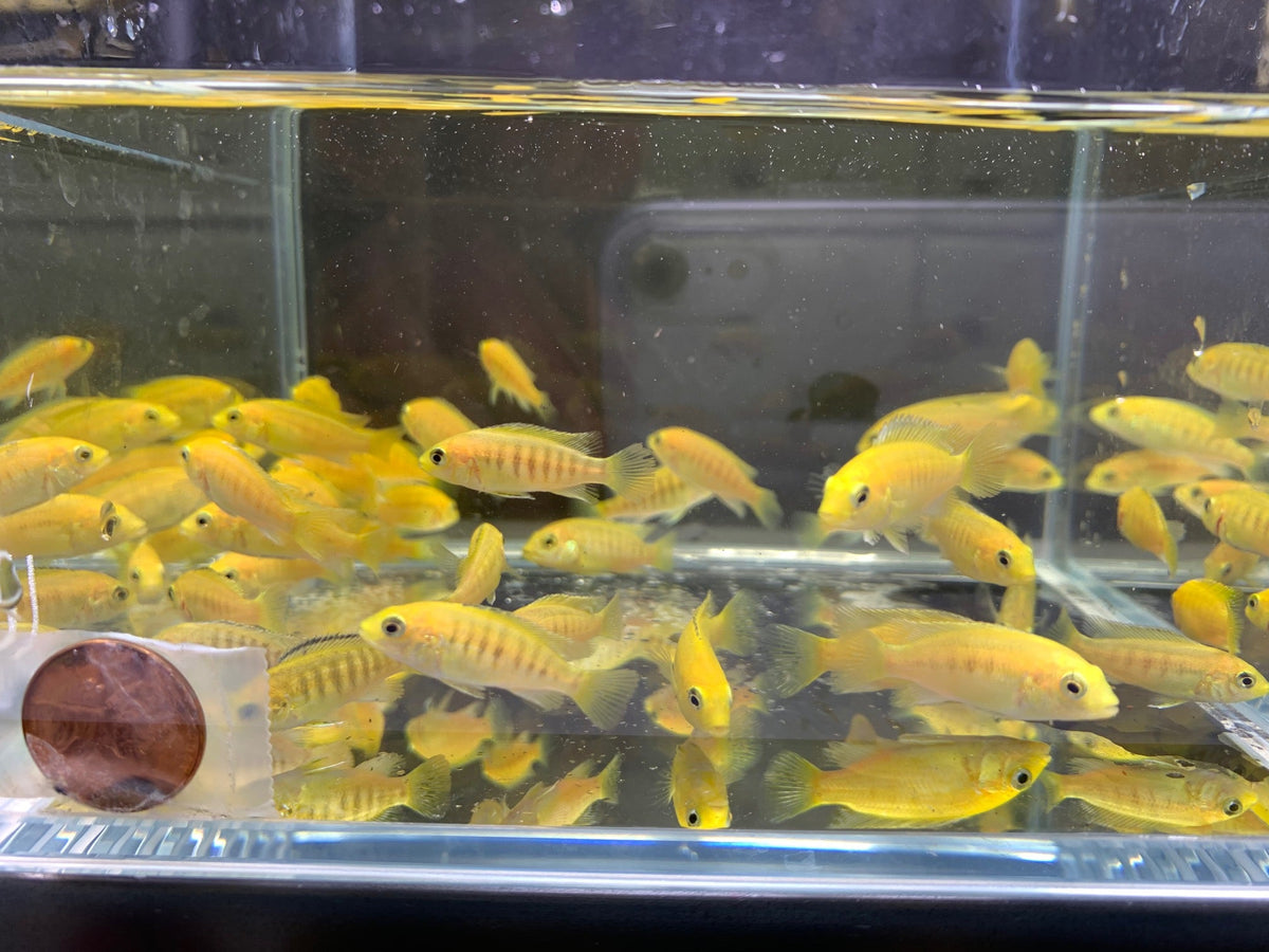 Electric Yellow lab(1.25") - Vibrant African Cichlid – Aqua Huna