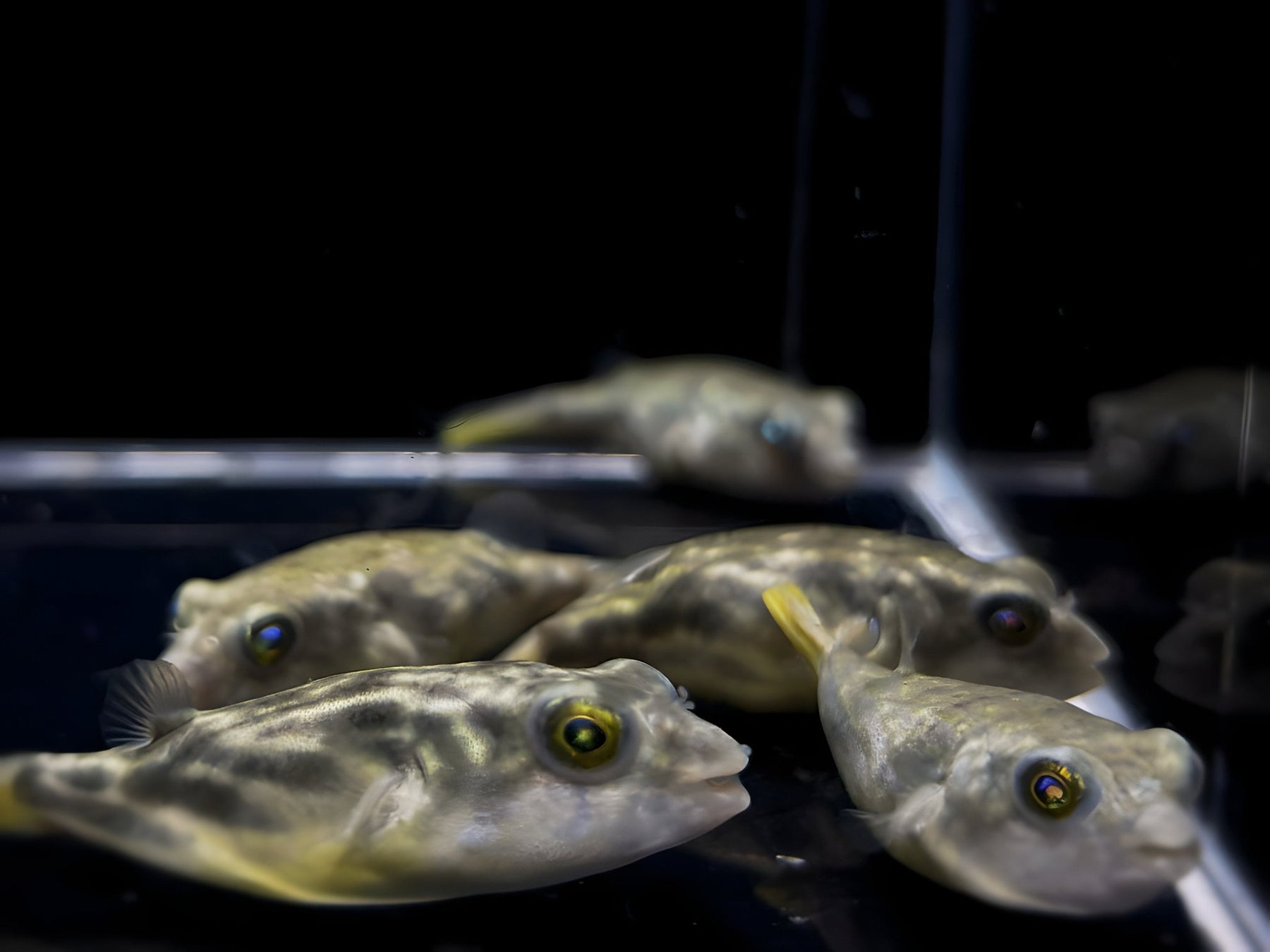 Fahaka Puffer - Exotic Freshwater Fish for Sale