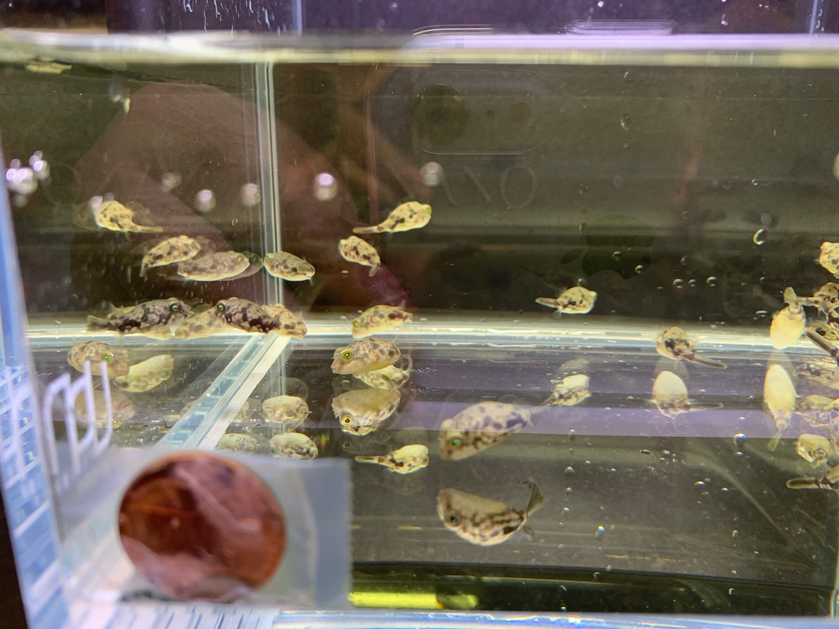 Fahaka Puffer - 2 x times larger than pictures – Aqua Huna