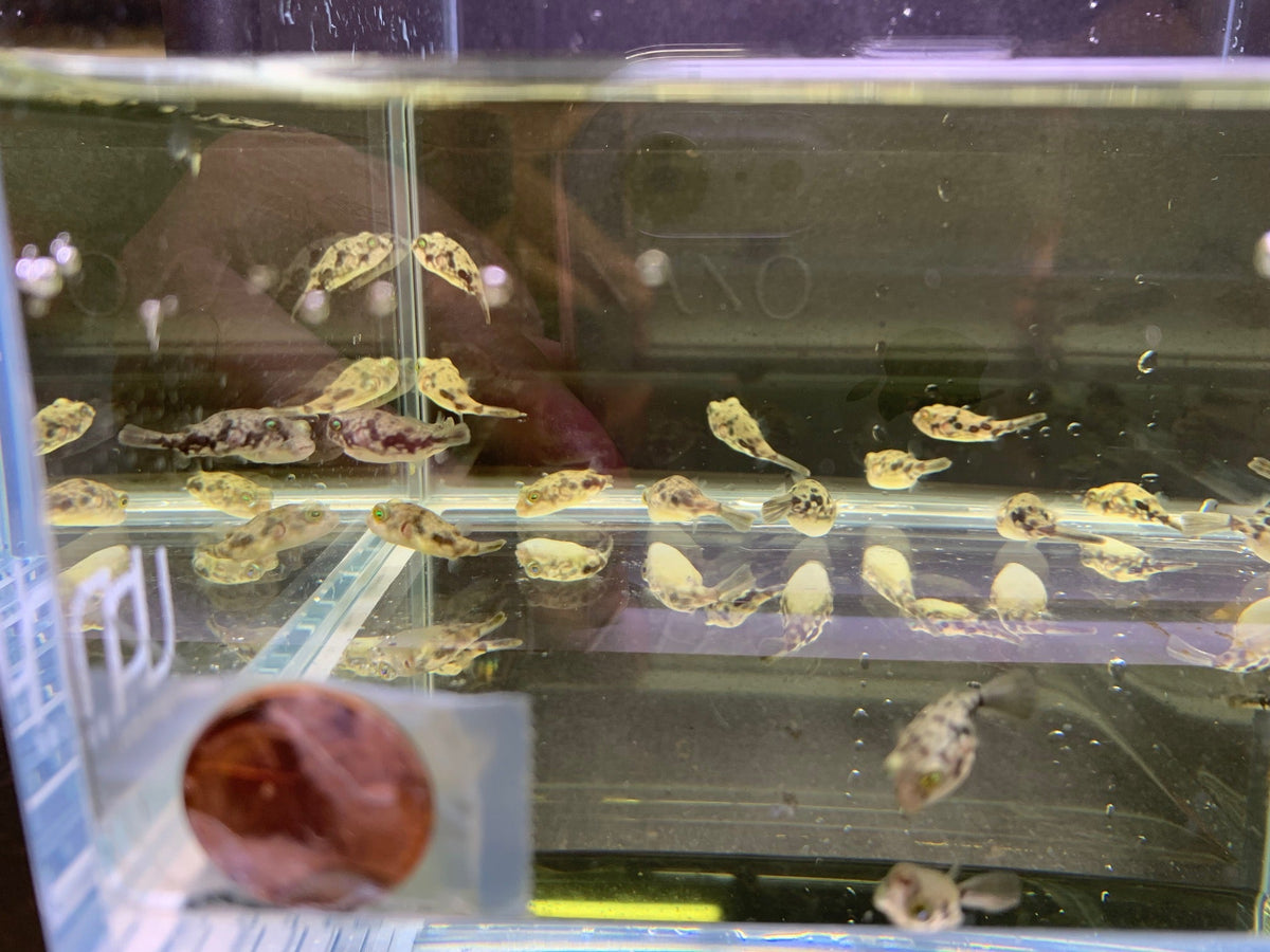 Fahaka Puffer - Exotic Freshwater Fish for Sale – Aqua Huna