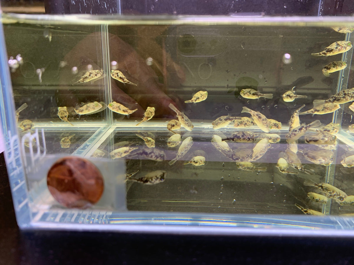Fahaka Puffer - Unique Exotic Freshwater Species – Aqua Huna