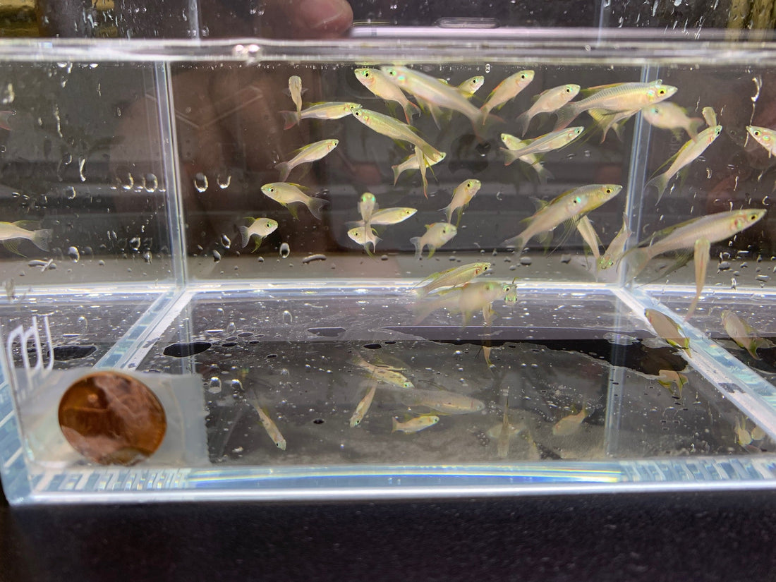 Featherfin Rainbow Fish - Stunning Hues for Your Tank