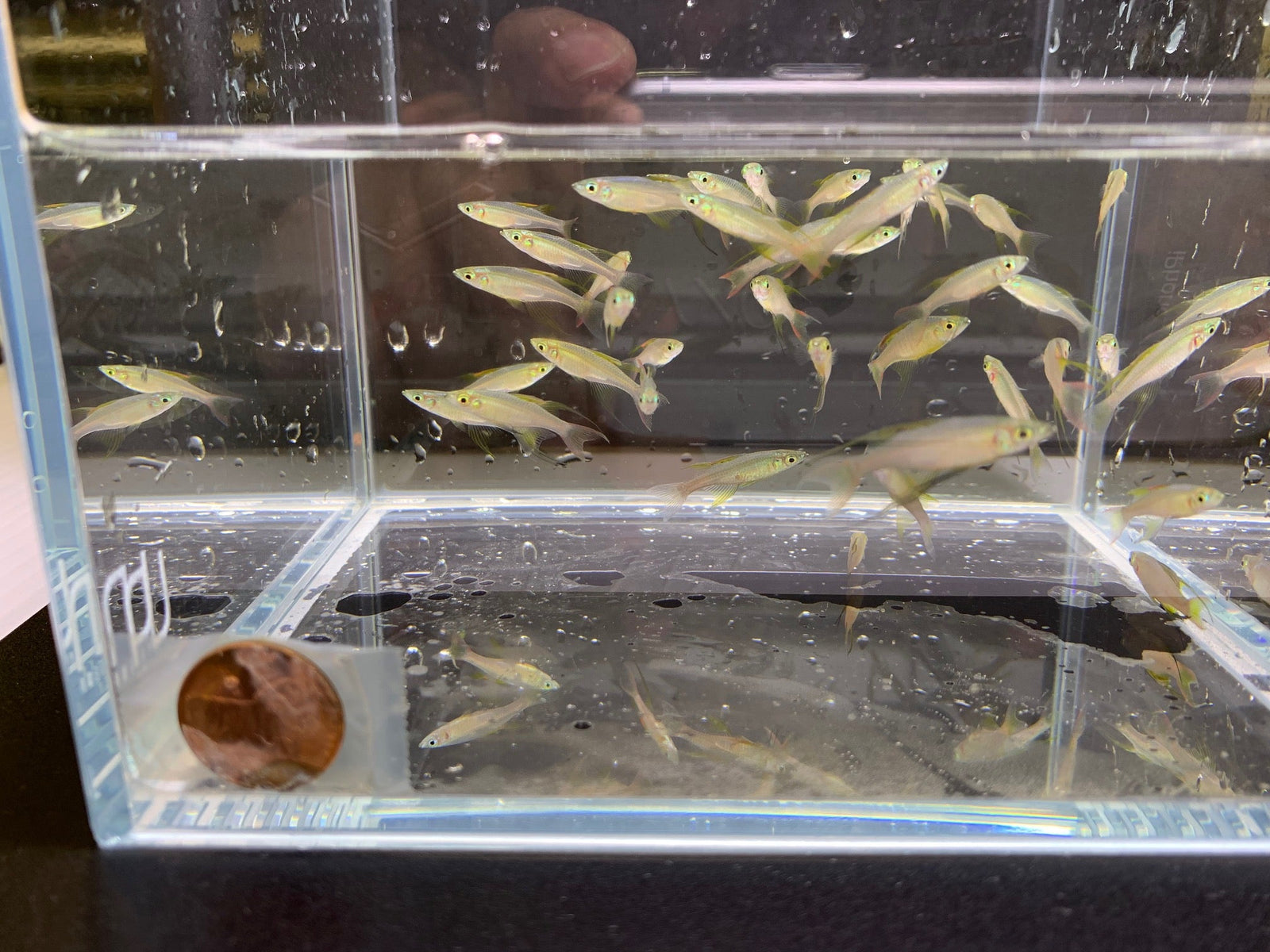 Rainbow Fish | Vibrant Freshwater Aquarium Species