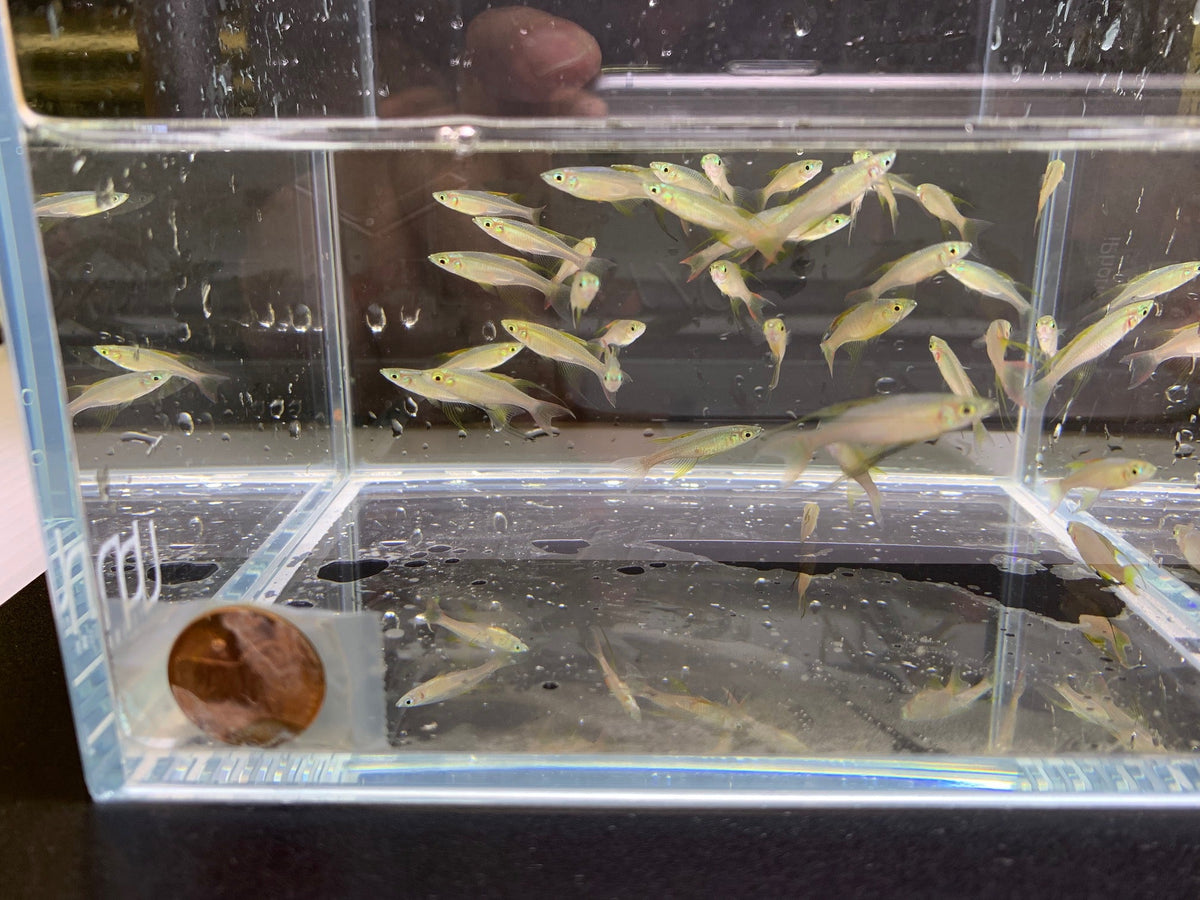 Featherfin Rainbow Fish - Stunning Hues for Your Tank – Aqua Huna