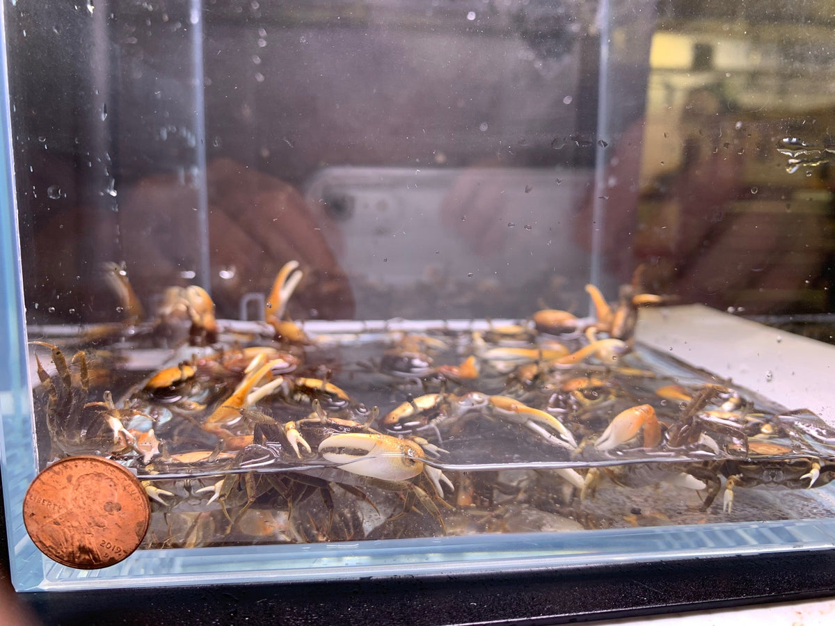 Fiddler Crab - Unique Freshwater Crab for Your Aquarium – Aqua Huna