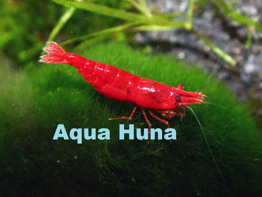 Fire Red Cherry Shrimp - Vibrant Tank Cleaners for Sale