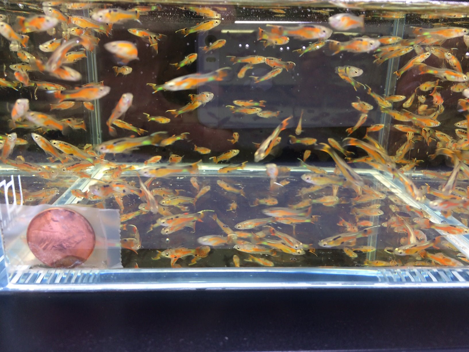 Flametail Wildtype Endler - Vibrant Aquatic Wonder