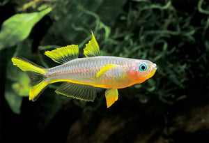 Rainbow Fish | Vibrant Freshwater Aquarium Species