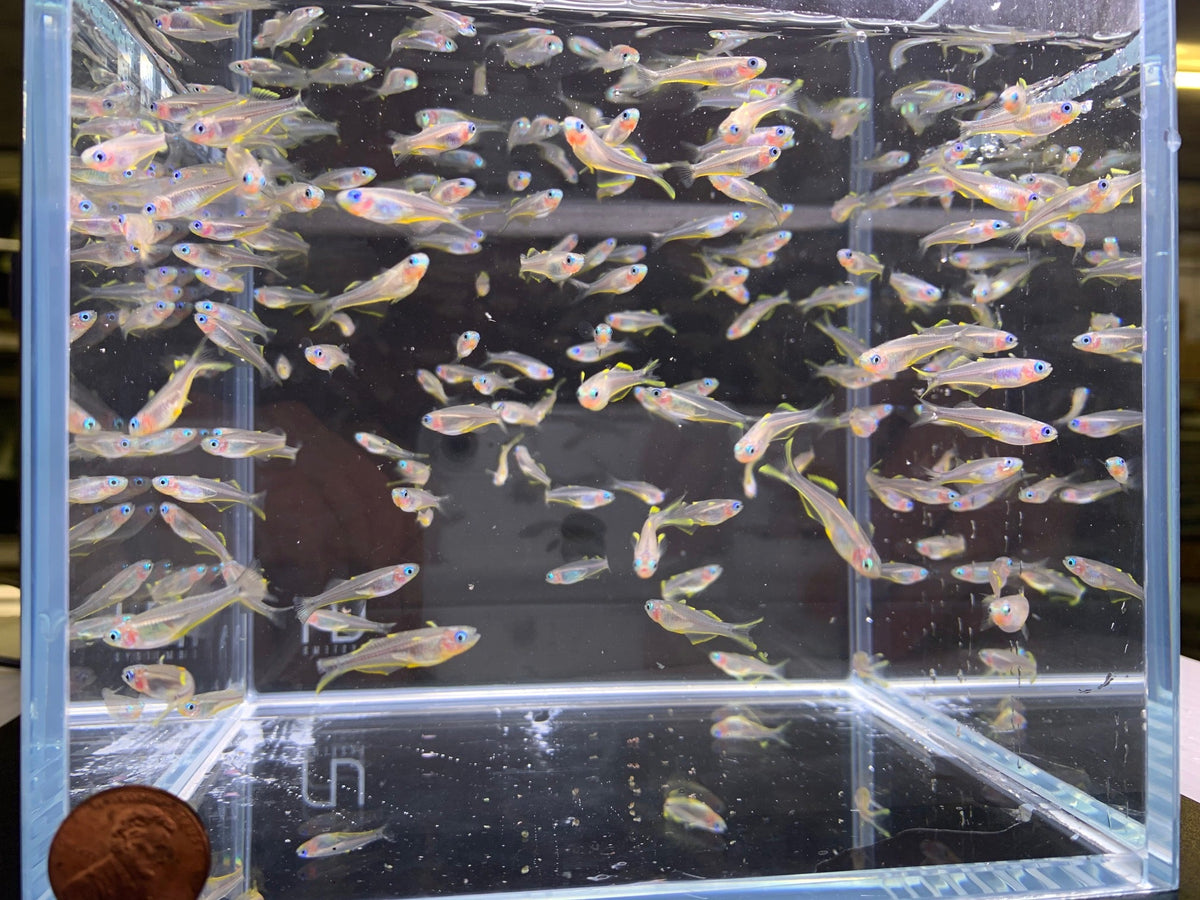 Forktail Rainbow - Colorful Aquatic Elegance for Your Tank – Aqua Huna