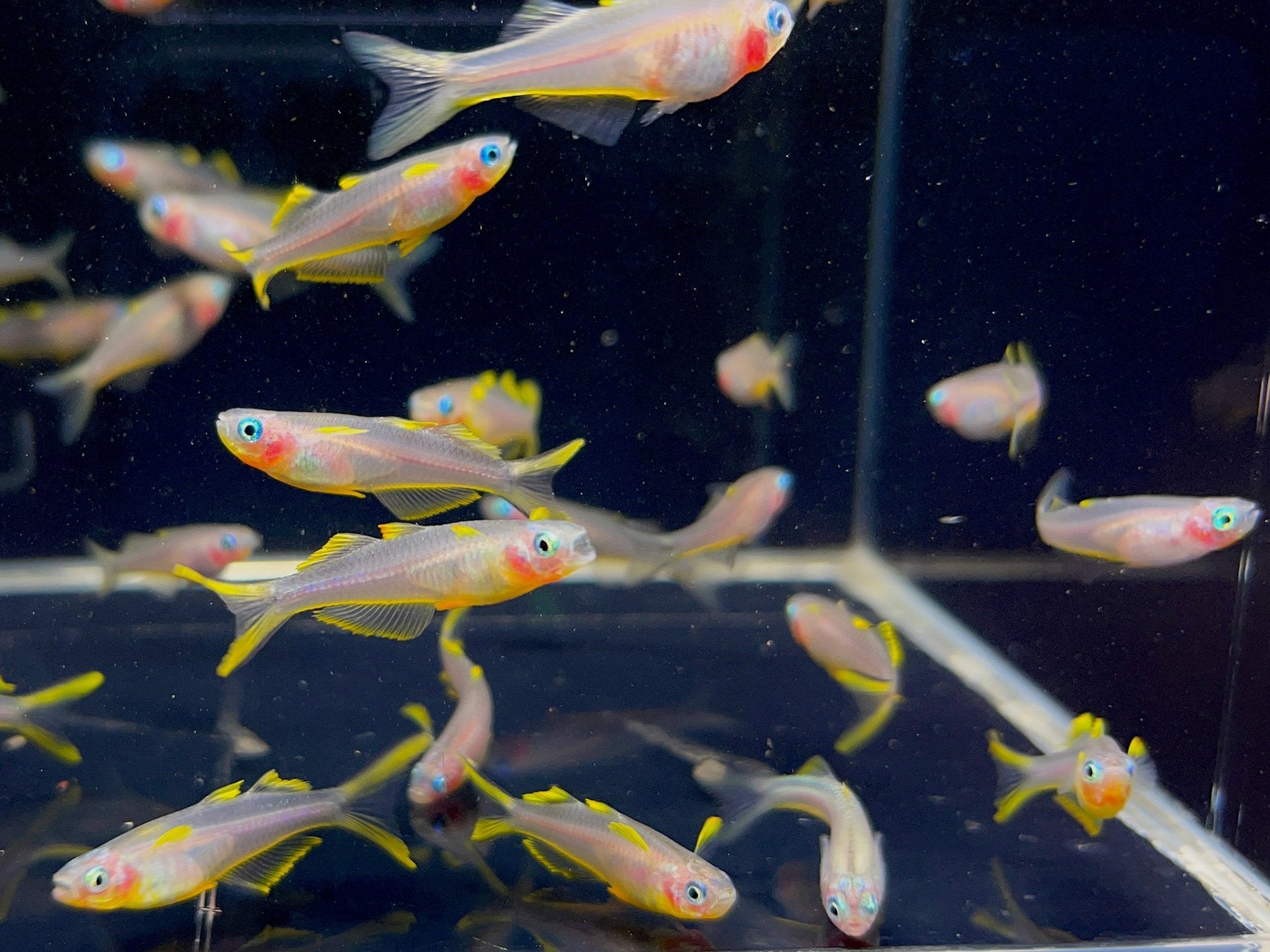 Forktail Rainbow (Size L) - Vibrant Splash for Your Tank