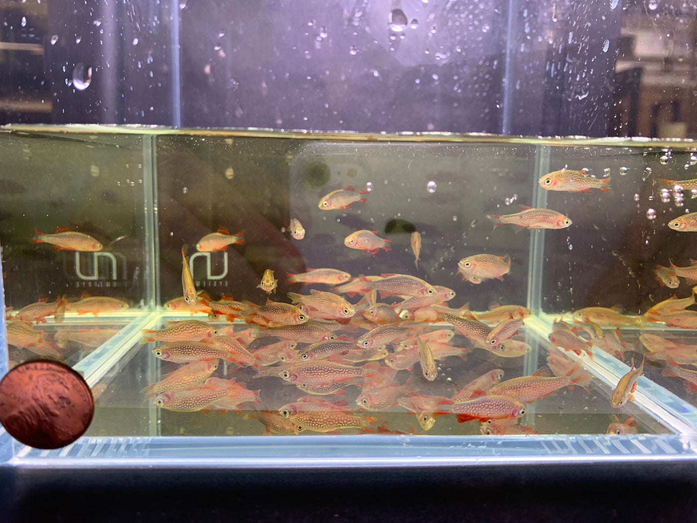Rasbora | Vibrant Schooling Fish for Freshwater Aquarium
