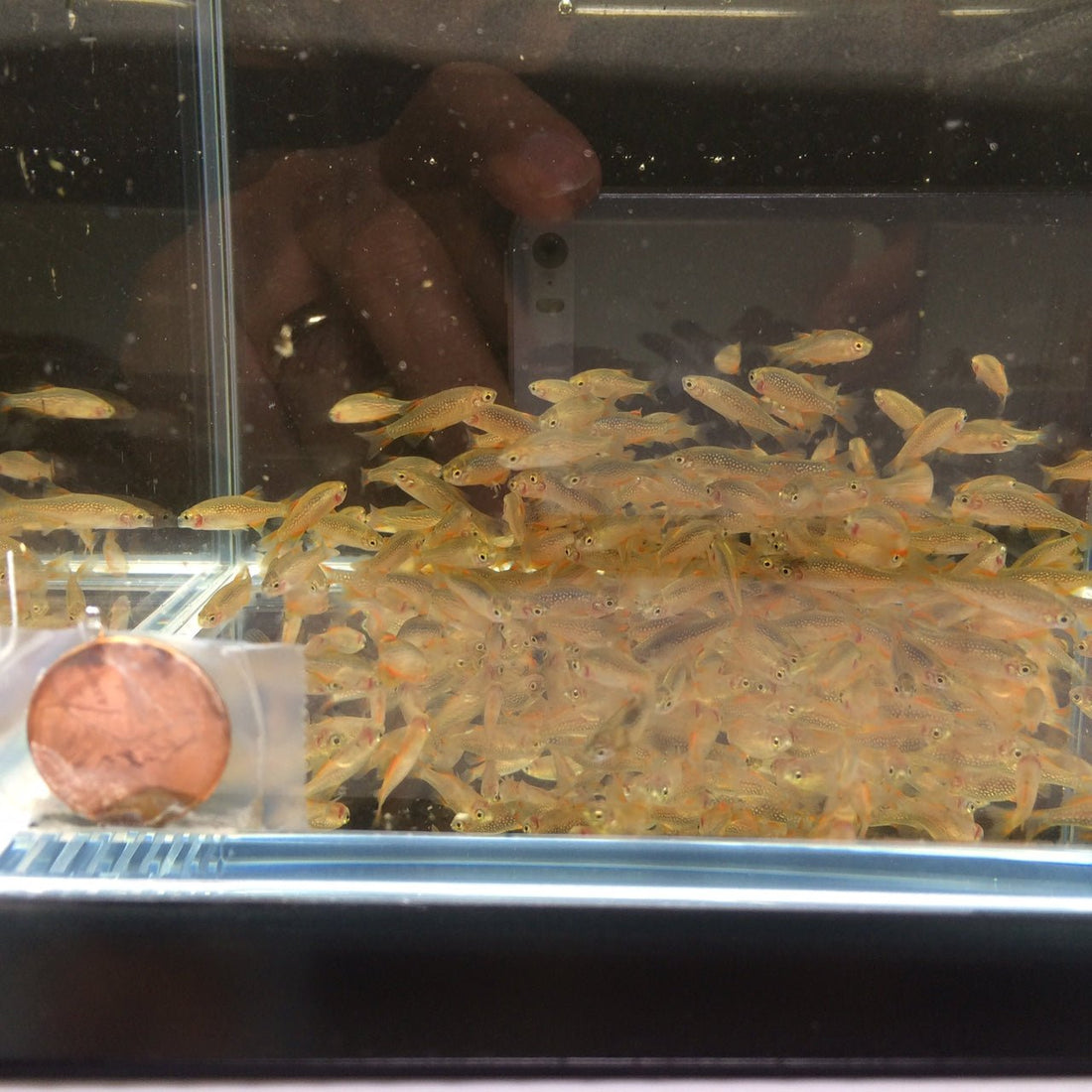 Galaxy Rasbora/Celestial Pearl Danio - Vibrant Nano Fish