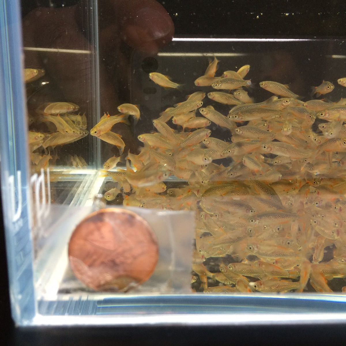 Galaxy Rasbora/Celestial Pearl Danio - Vibrant Nano Fish
