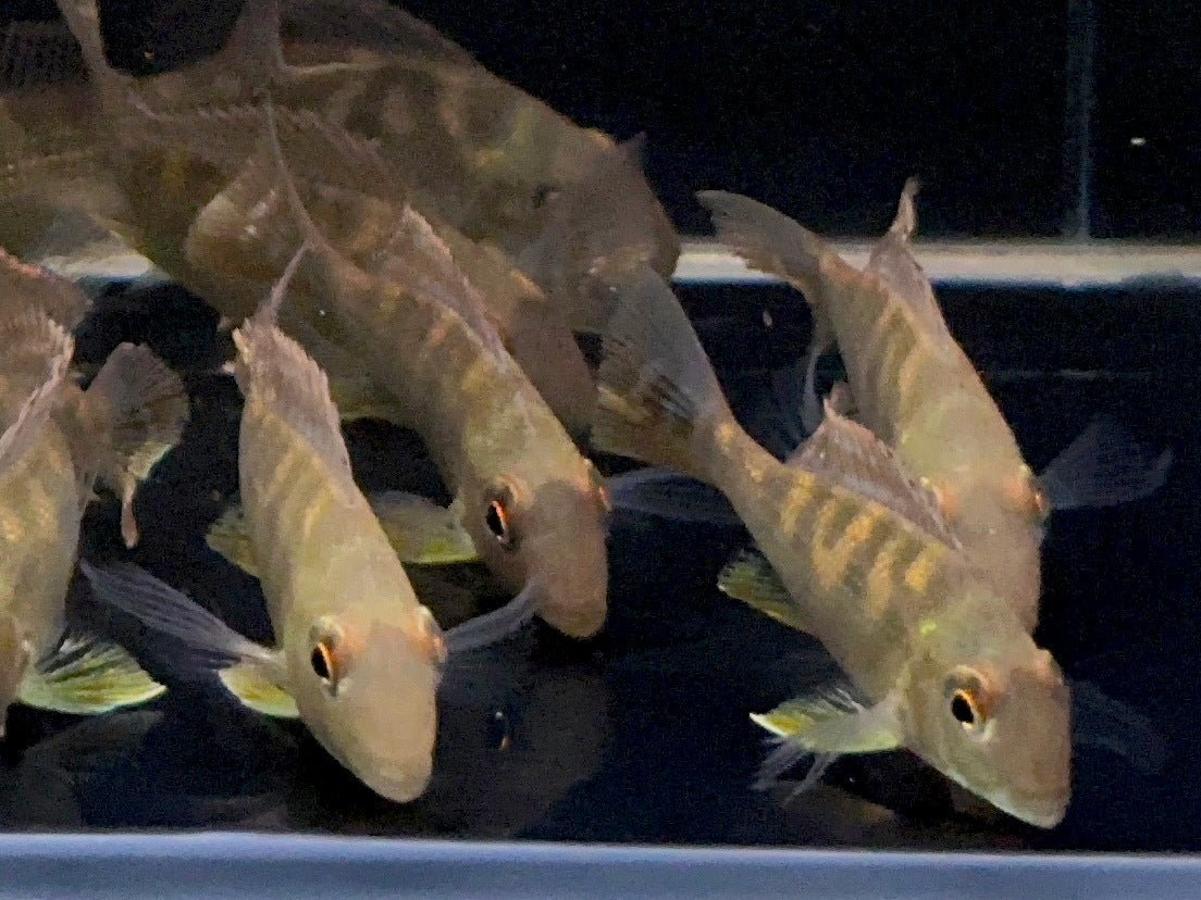 Geophagus Surinamensis - Vibrant Cichlid Fish – Aqua Huna