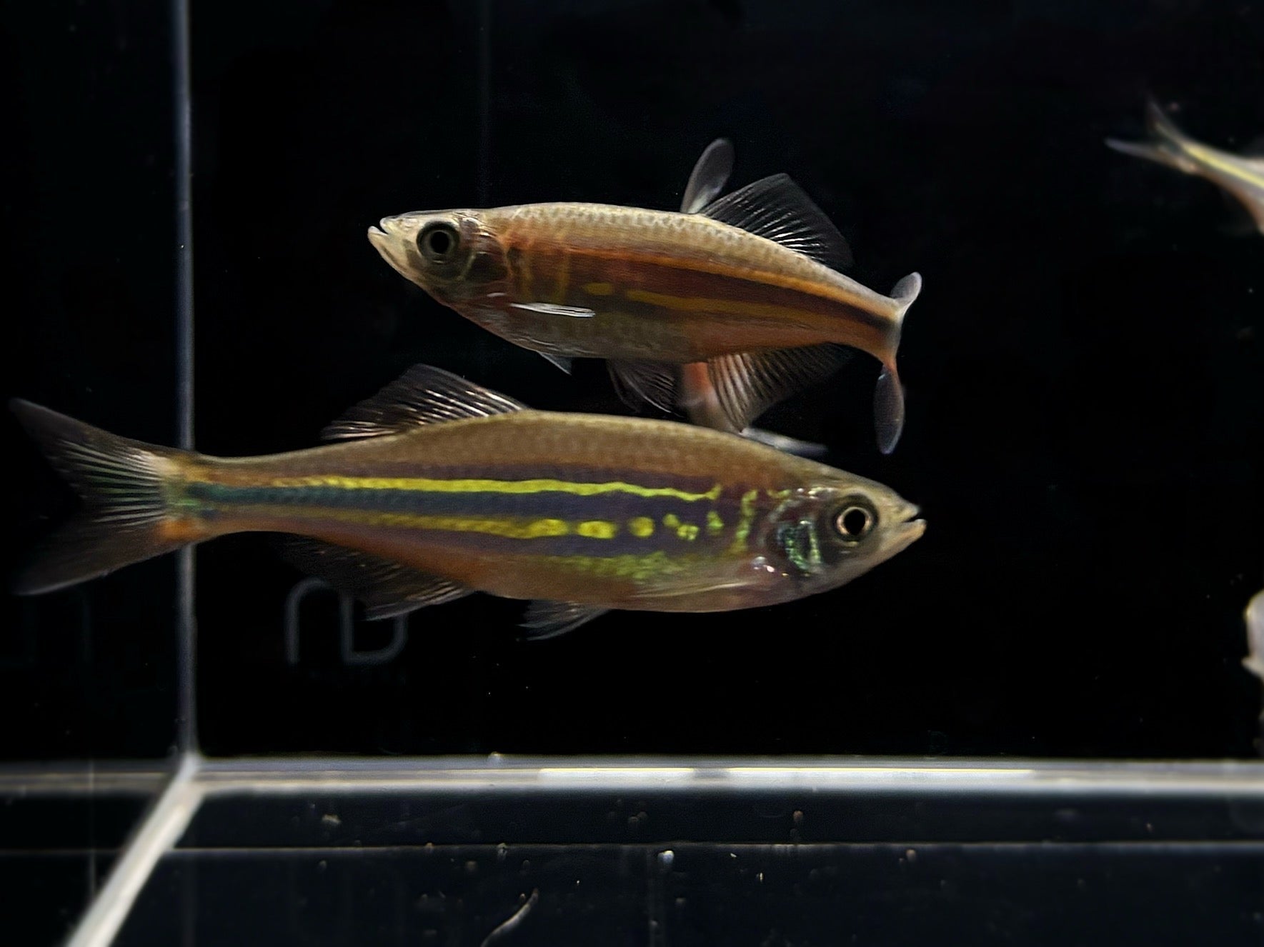 Giant Danio Size S