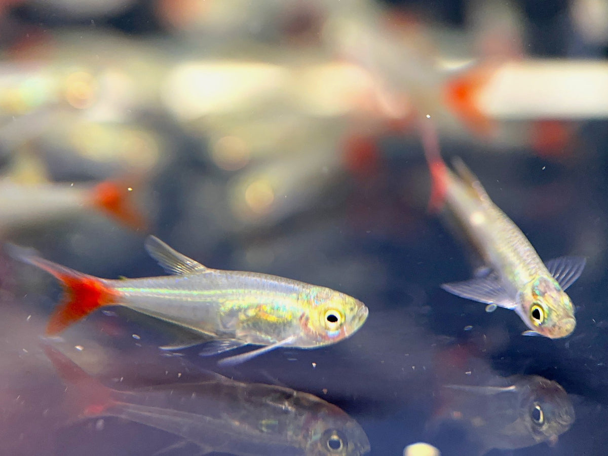 Glass Bloodfin Tetra - Aquatic Beauty for Freshwater Tank – Aqua Huna